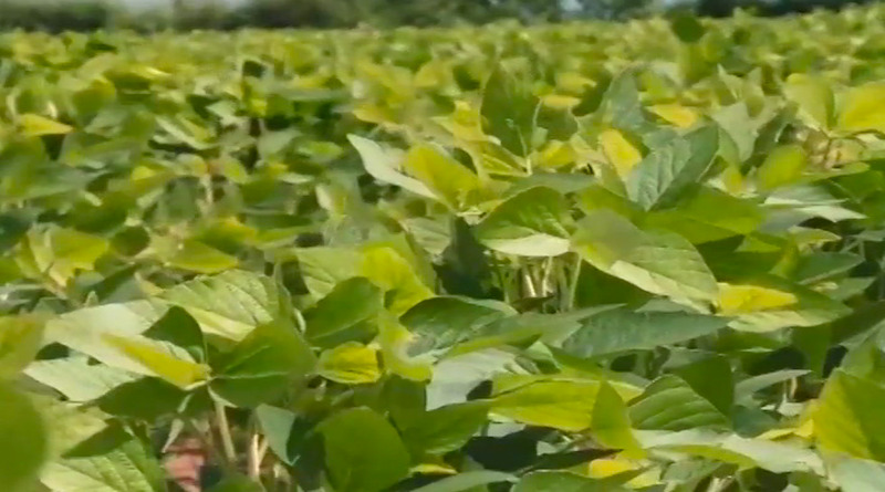 Un total de 6.800 hectáreas de soya fueron sembradas en el sector ...