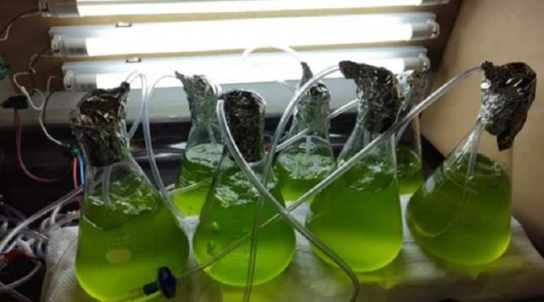 Microalgas: Una alternativa en la producción de alimentos