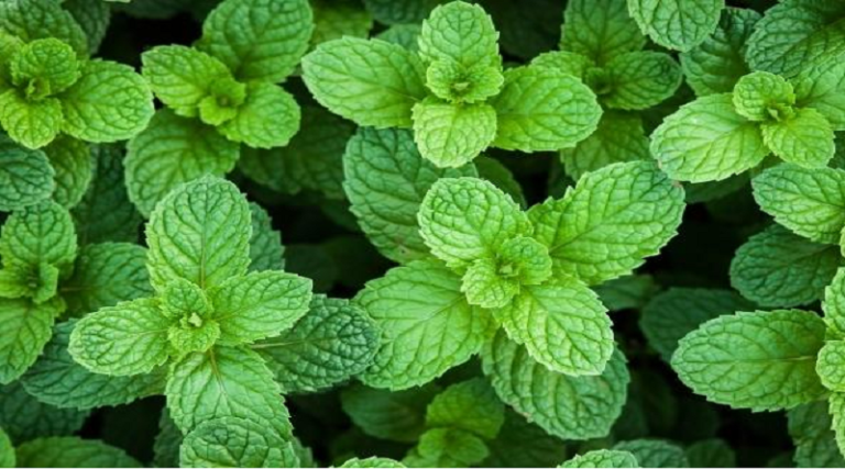 Descubra las propiedades de la hierbabuena y sus beneficios para la salud